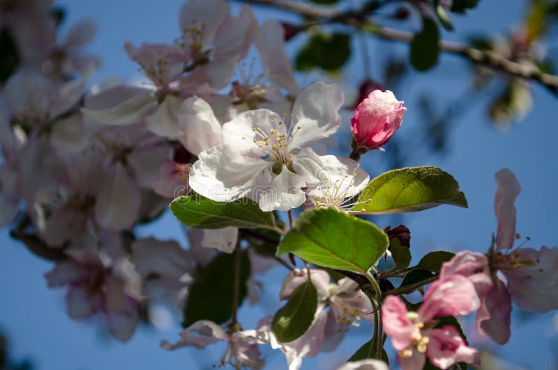 Pink Apple Flowers is Blooming at Spring Stock Photo - Image of romance ...