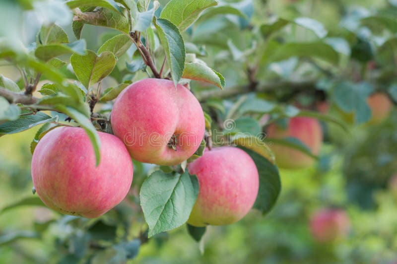 Pink Ripe Apples in the Garden with Bright Sun. Bright Red Apples with ...