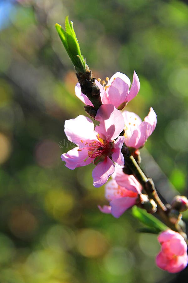 The pink apricot flowers stock image. Image of flowers - 55811403