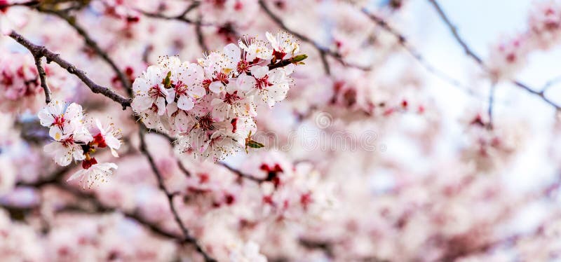 Pink and Apricot Roses Partly in Full Bloom and Partly Withered Stock ...