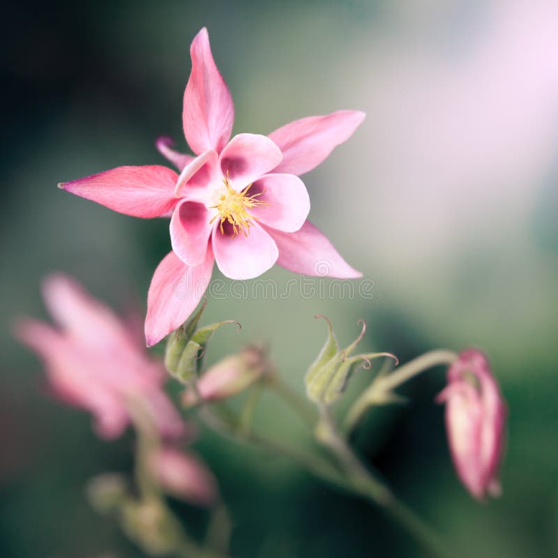 Pink Aquilegia Grows in a Flower Bed in the Garden. Stock Photo - Image ...