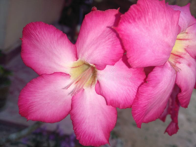 Araliya flower stock photo. Image of araliya, nature - 143044432