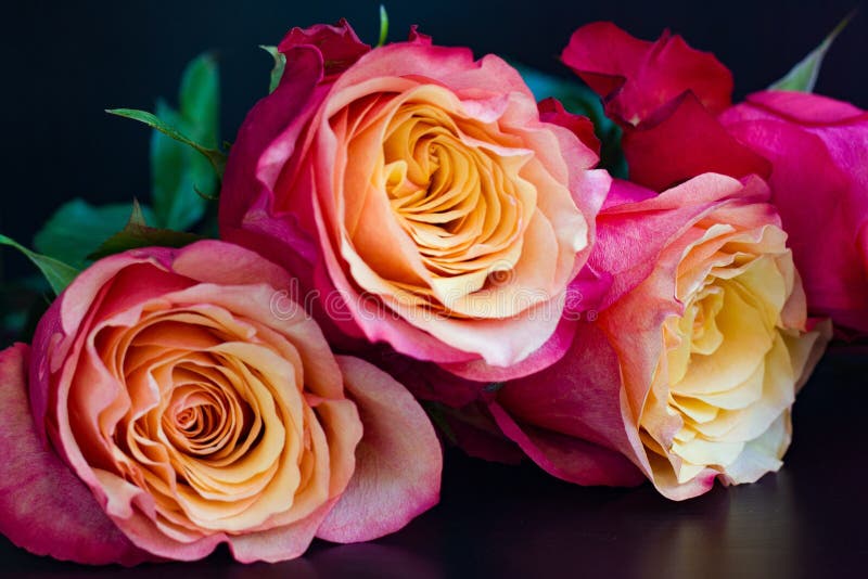 Pink aroma roses on black stock image. Image of decorate - 172013613