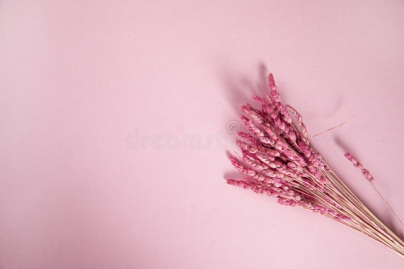 Pink Artificial Flowers on the Pink Background Stock Photo - Image of ...