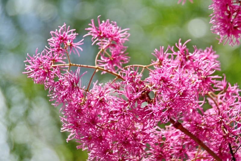 Pink arupo flowers stock photo. Image of ecuador, latin - 158020028