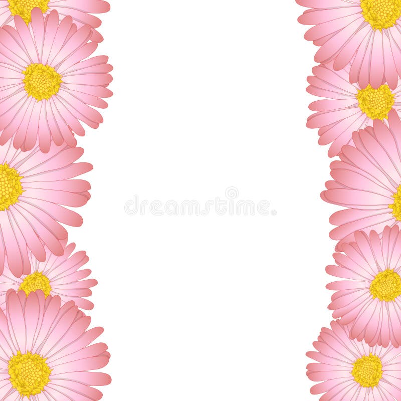 Pink Aster, Daisy Flower Border. Vector Illustration Stock Vector ...