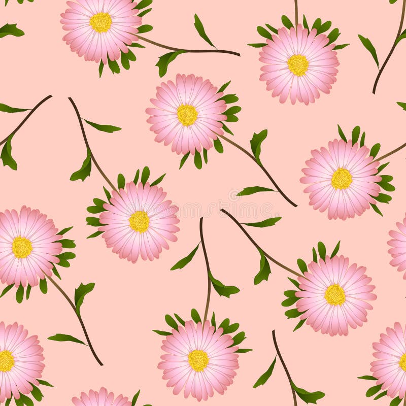 Pink Aster, Daisy Flower Border. Vector Illustration Stock Vector ...