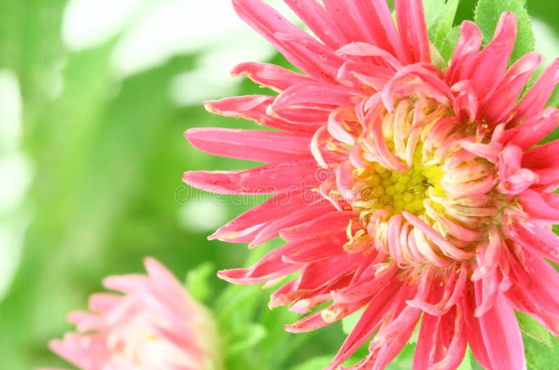Pink Aster Crysanthemum Mums Flowers at Plants Crysanths Stock Image ...