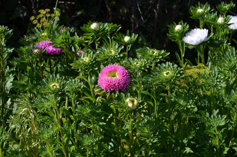 Pink Aster Flower. a Bed of Asters. Stock Image - Image of flora ...