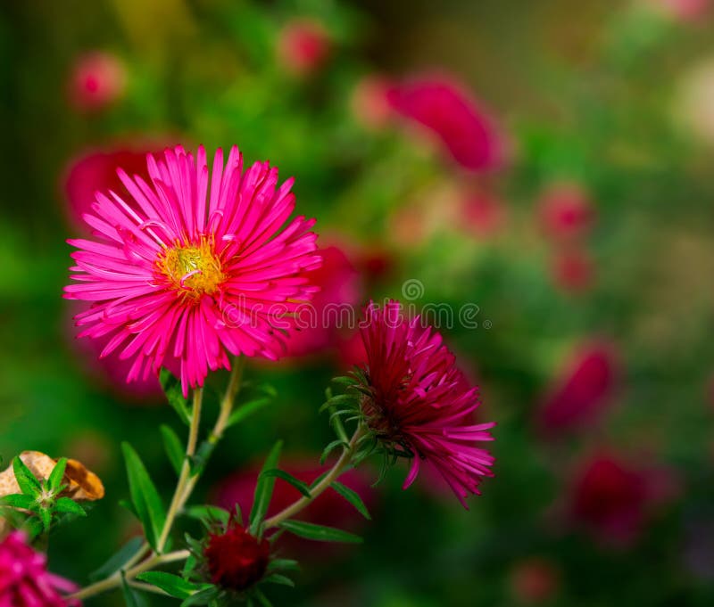 Pink Aster Flower in the Garden Stock Image - Image of garden, seasonal ...