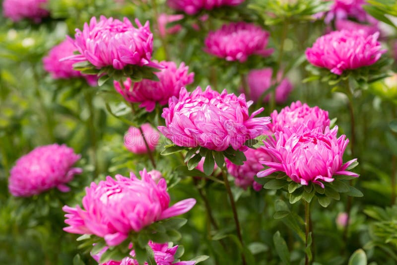 Flower pink aster stock photo. Image of beautiful, decorative - 155316932