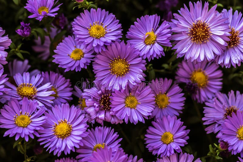 Pink Aster Flowers Abstract Background Stock Photo - Image of blossom ...