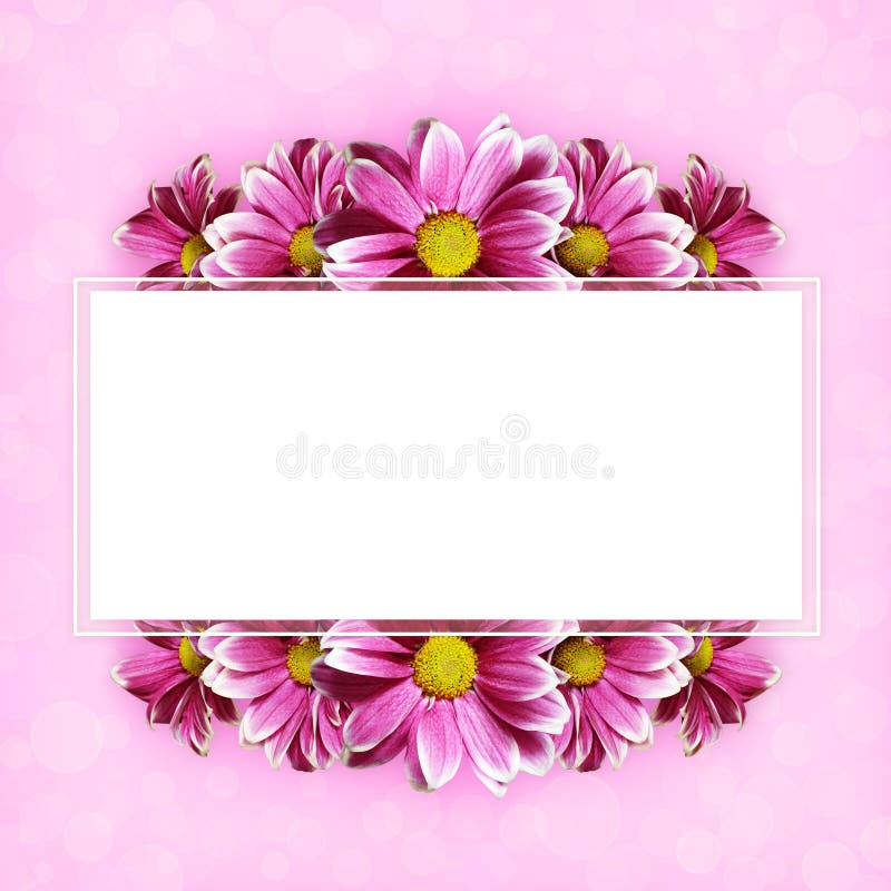 Aster Flowers Composition and Frame Stock Illustration - Illustration ...