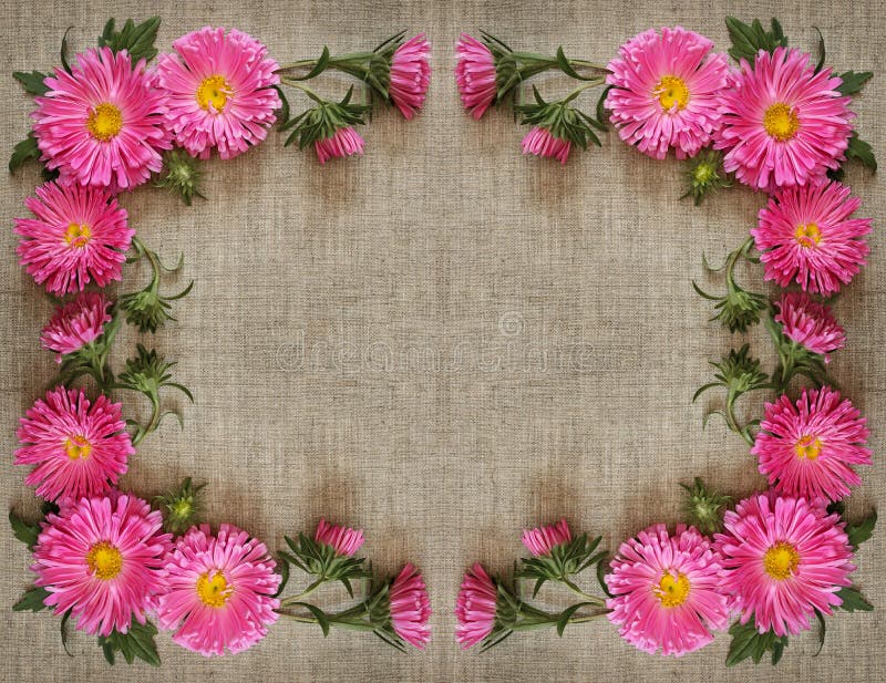 Pink Aster Flowers in a Floral Frame on Beige Canvas Stock Image ...