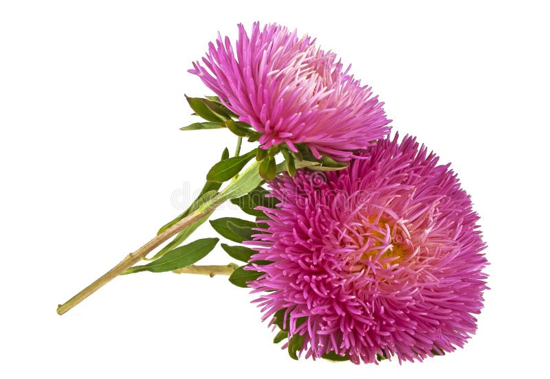 Pink Aster Flowers Isolated on White Background Stock Photo - Image of ...
