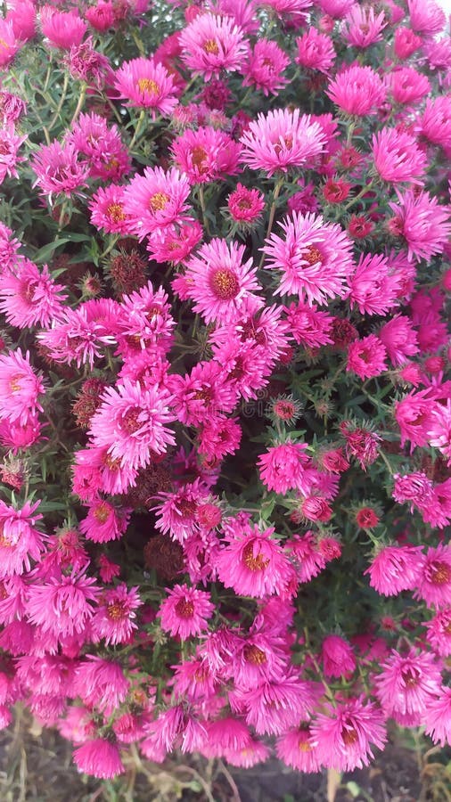 Muddock Stock Photos - Free & Royalty-Free Stock Photos from Dreamstime