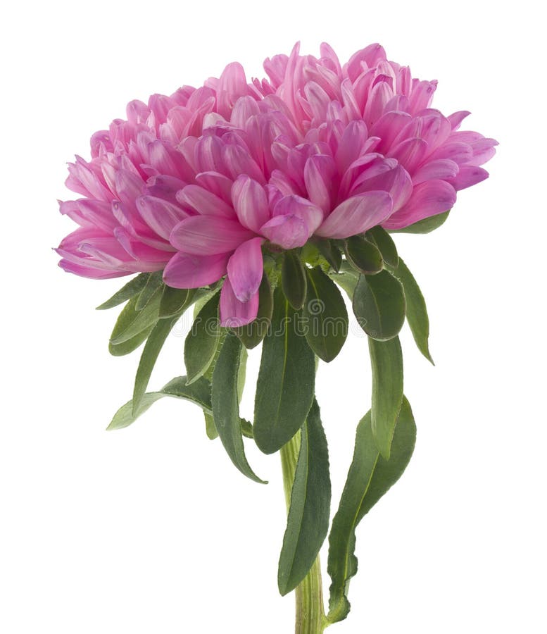 Pink Aster Isolated on White Background Stock Image - Image of color ...
