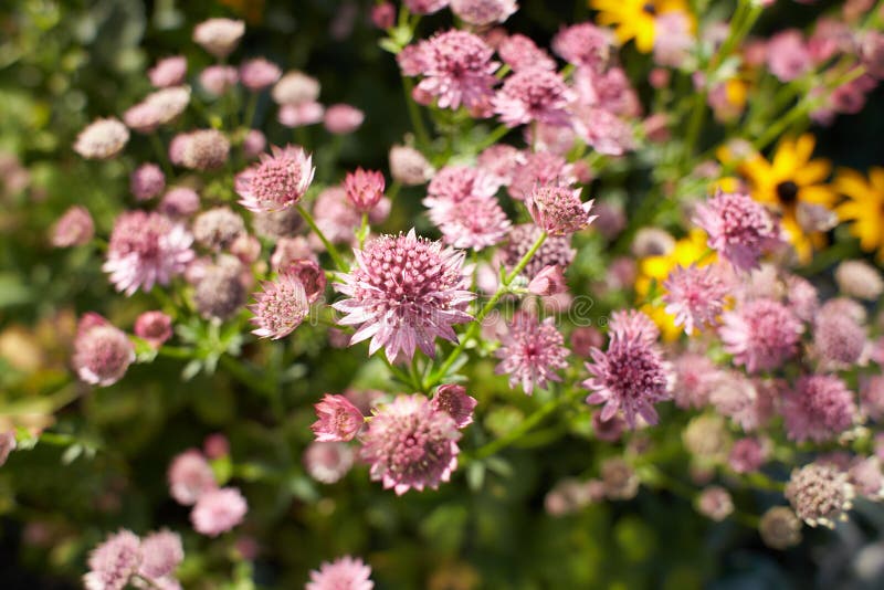 Pink Astrantia Flowers. Astrantia Major Moulin Rouge Stock Image ...