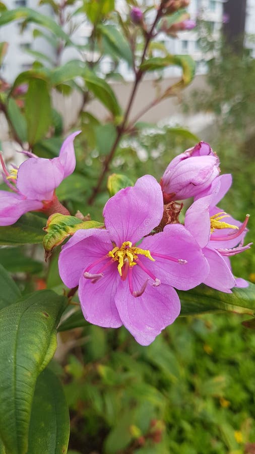 Bunga Senduduk - Attractive Pink Flower Stock Image - Image of spring ...