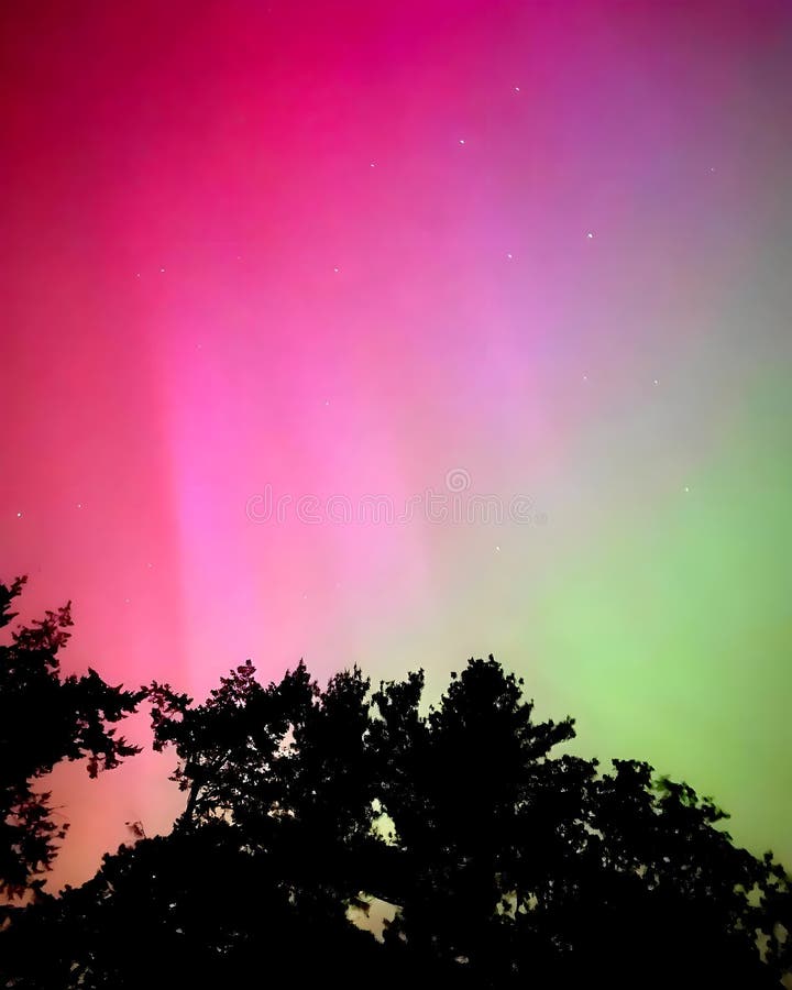 Pink Aurora Background Design with Tree Silhouettes Stock Illustration ...