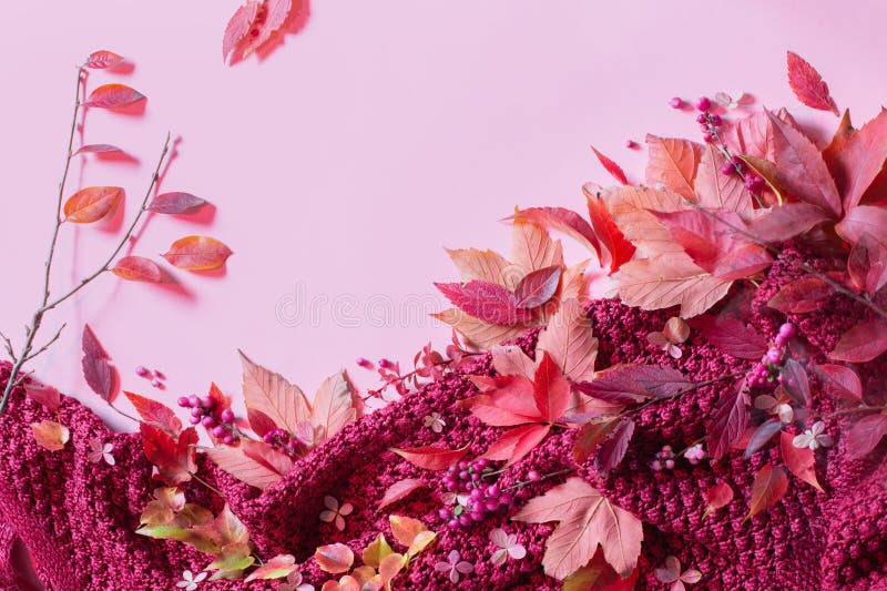 Pink Autumn Background with Leaves and Knitting Stock Photo - Image of ...