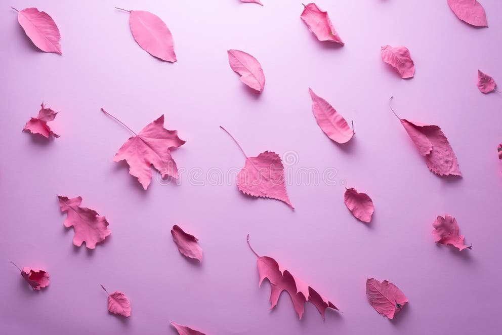 Pink Autumn Leaves on Pink Background Minimal Composition Stock Image ...