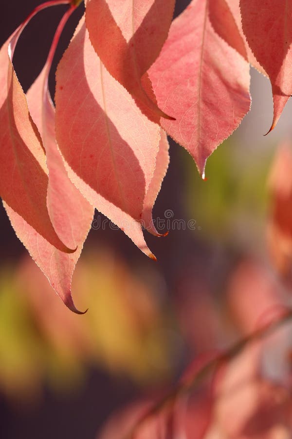 Pink Autumn Leaves on Red Backdeground Stock Photo - Image of ...