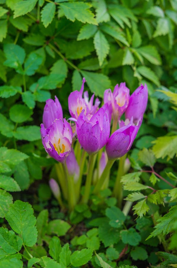 Pink Autumn Perennial Crocus Flowers in a Rustic Garden Stock Image ...
