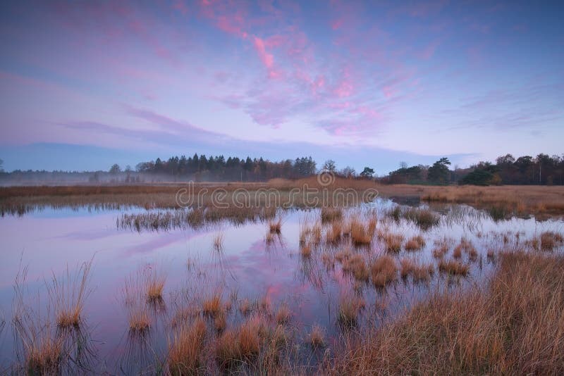 Pink Autumn Sunrise Over Forest Swamp Stock Image - Image of outdoors ...