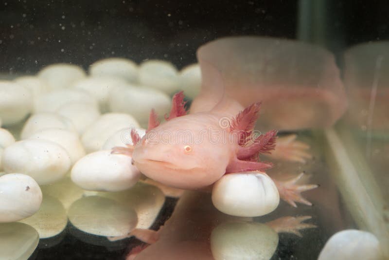 Pink Axolotl