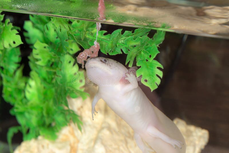 Axolotl eats meat stock photo. Image of larva, closeup - 103215932