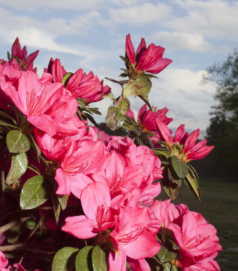 Pink azalea bloom stock photo. Image of grey, white, springtime - 69974672