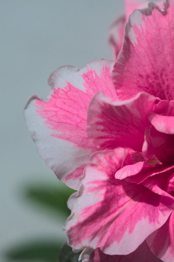 Azalea Bloom With Yellow Butterfly Sampling Pollen Stock Image - Image ...