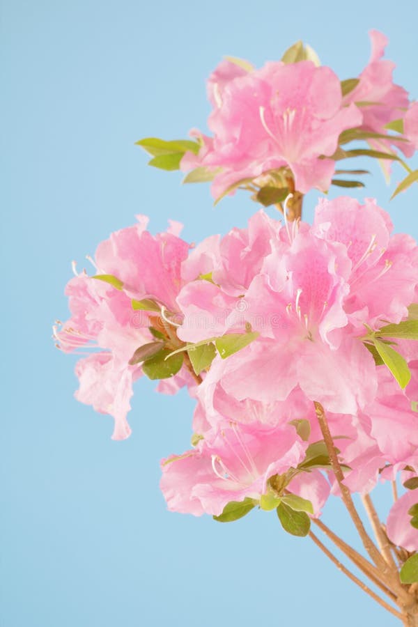 Pink Azalea with Blue Background. Stock Photo - Image of blooms, bark ...