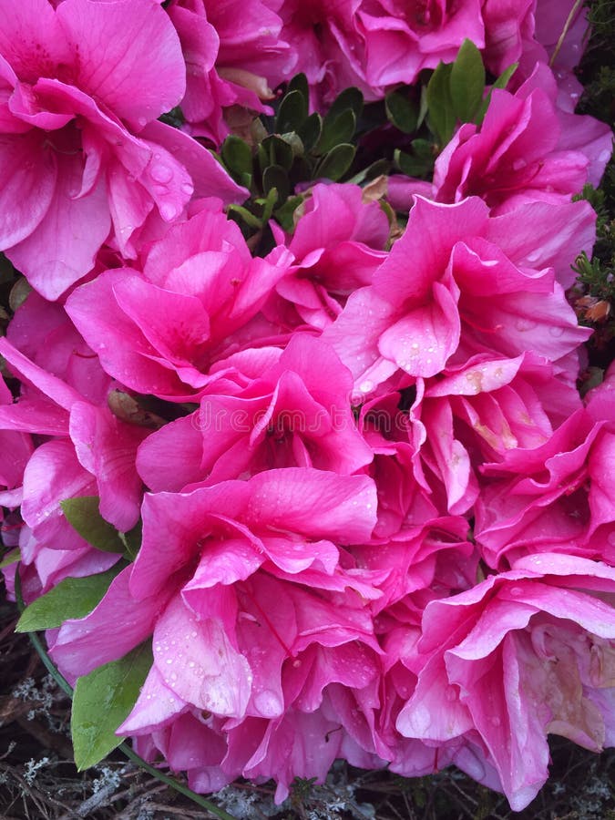 Pink Azalea stock image. Image of plenty, floral, bunch - 79489977