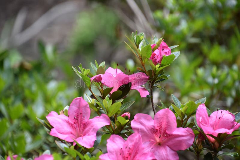 Pink Azalea Bush Blooming and Flowering in the Spring Stock Image ...