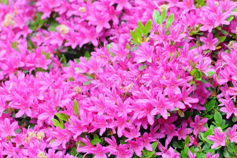 Pink azalea bush stock photo. Image of nature, close - 22519230