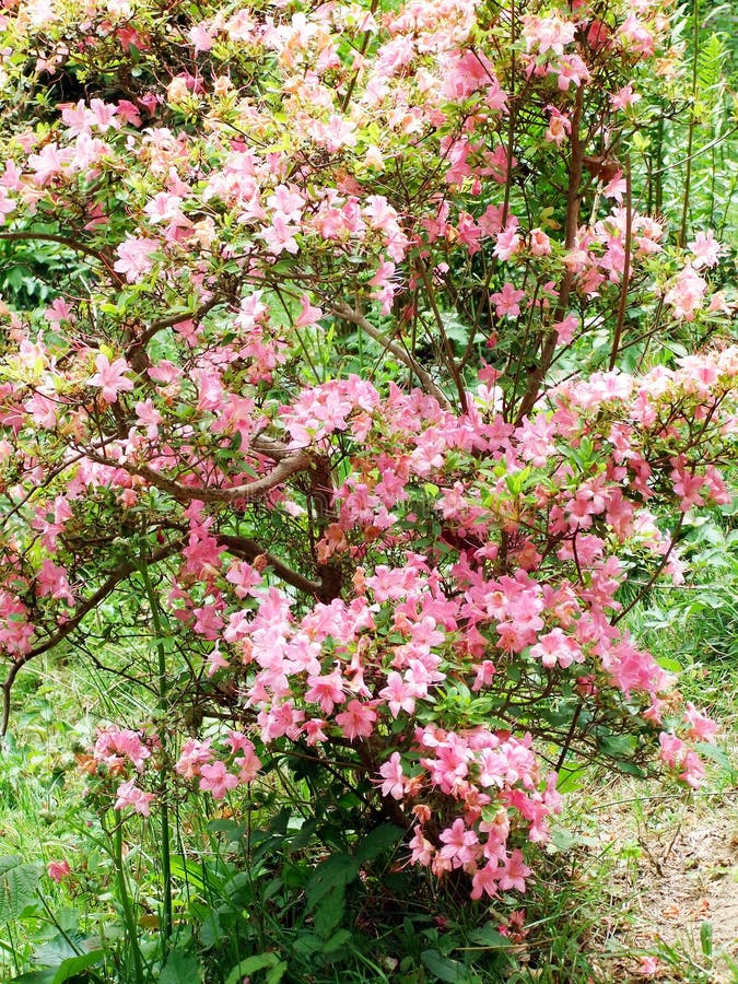 382 Pink Azalea Flowering Vibrant Color Stock Photos - Free & Royalty ...