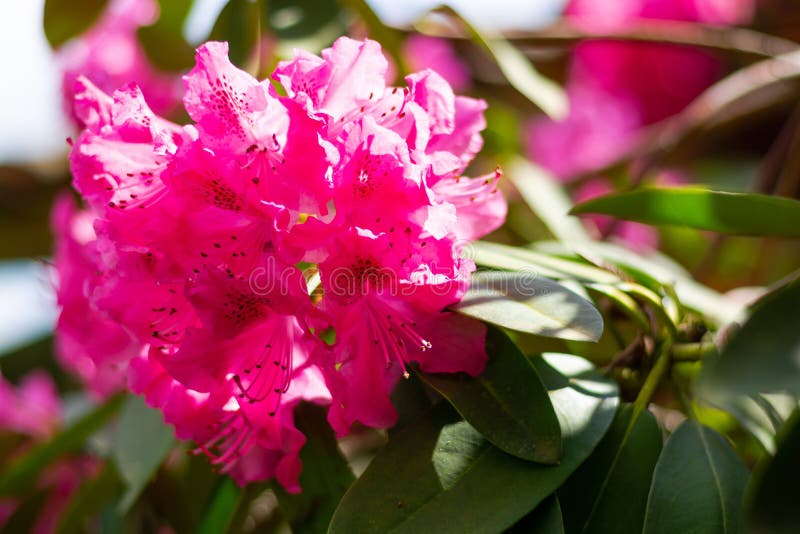 Pink Azalea Bushes in Spring Stock Image - Image of botany, bushes ...