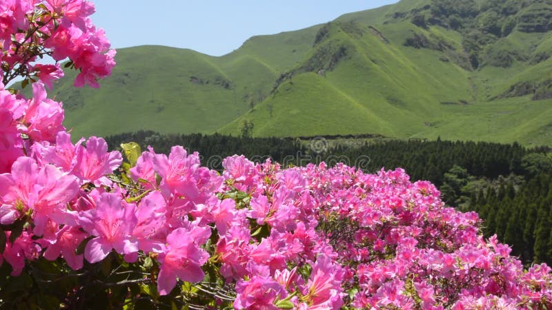 Pink azalea field stock video. Video of nature, blossom - 43584933