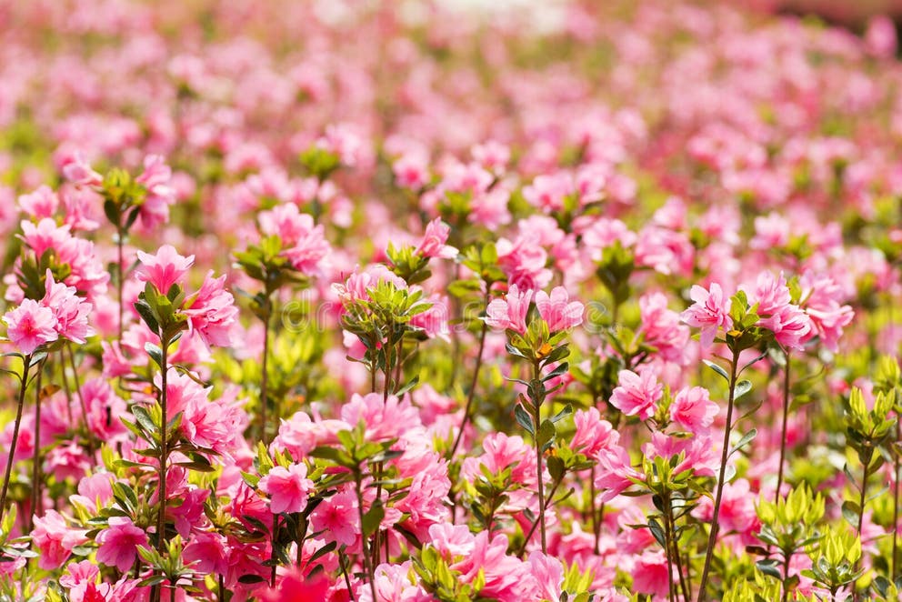 Pink azalea field stock image. Image of beautiful, asia - 65949167