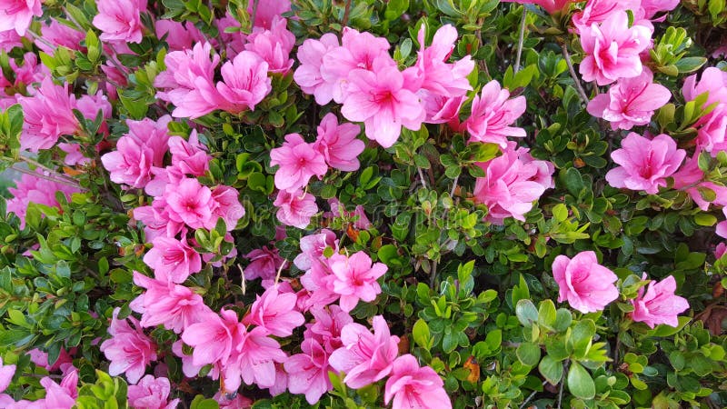 Pink Azalea Flower stock image. Image of blooming, azalea - 145639251