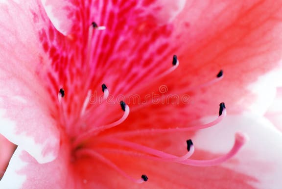 Pink Azalea flower stock photo. Image of indoor, fragrance - 23651396