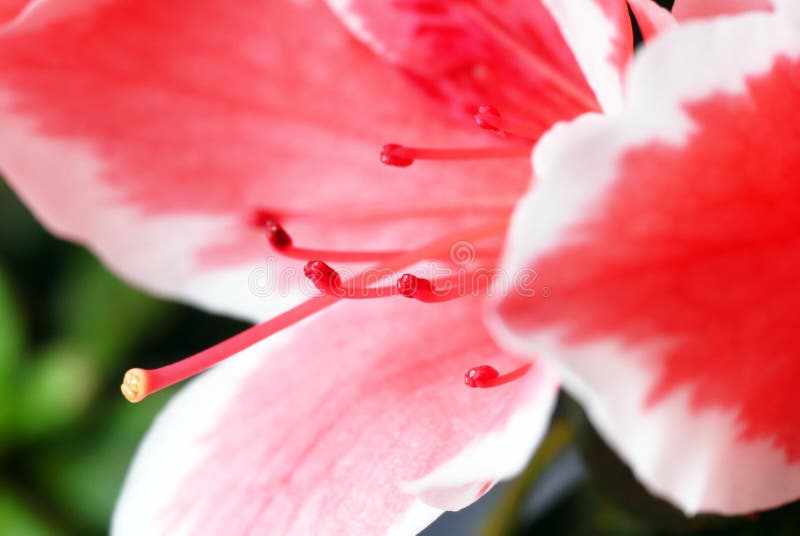 Pink Azalea flower stock photo. Image of beauty, closeup - 23589654