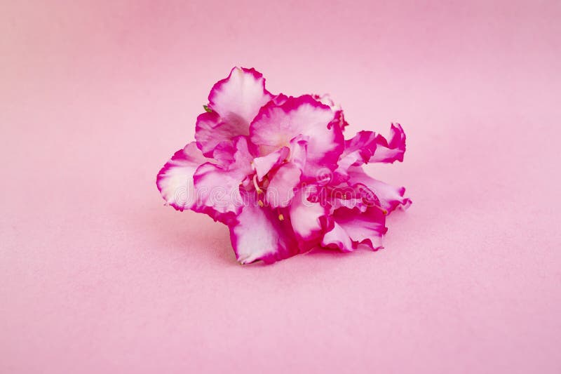 Pink Azalea Flower on Pink Paper Background Background, Abstract ...