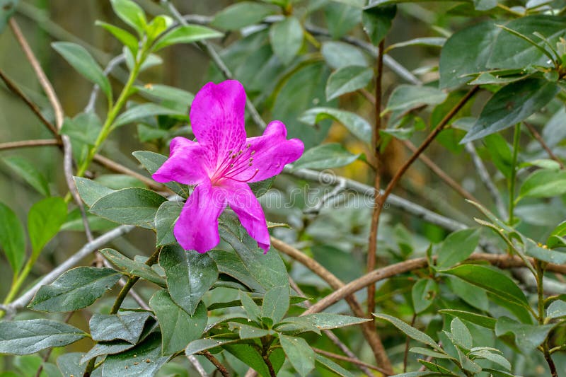 Pink Azalea Flower stock photo. Image of azalea, green - 160811348
