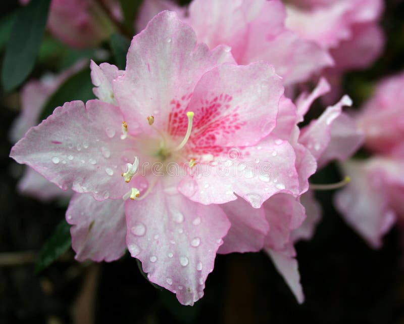 Pink Azalea stock photo. Image of landscaping, birds - 90766958