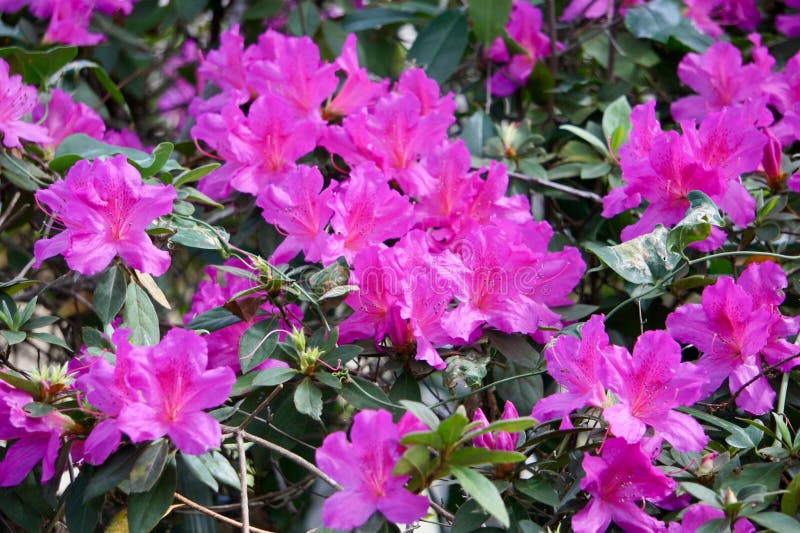Pink Azalea Flowers stock image. Image of close, pink - 173373223