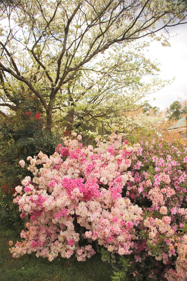 Azaleas in Full Bloom during Spring Time Stock Photo - Image of leaf ...