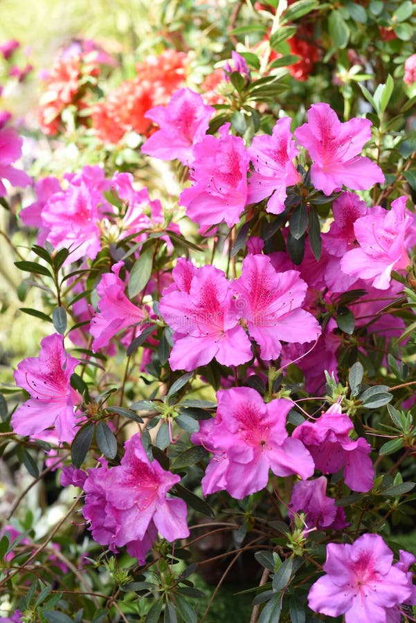 Pink Azalea Flowers Growing on a Shrub Stock Image - Image of flora ...